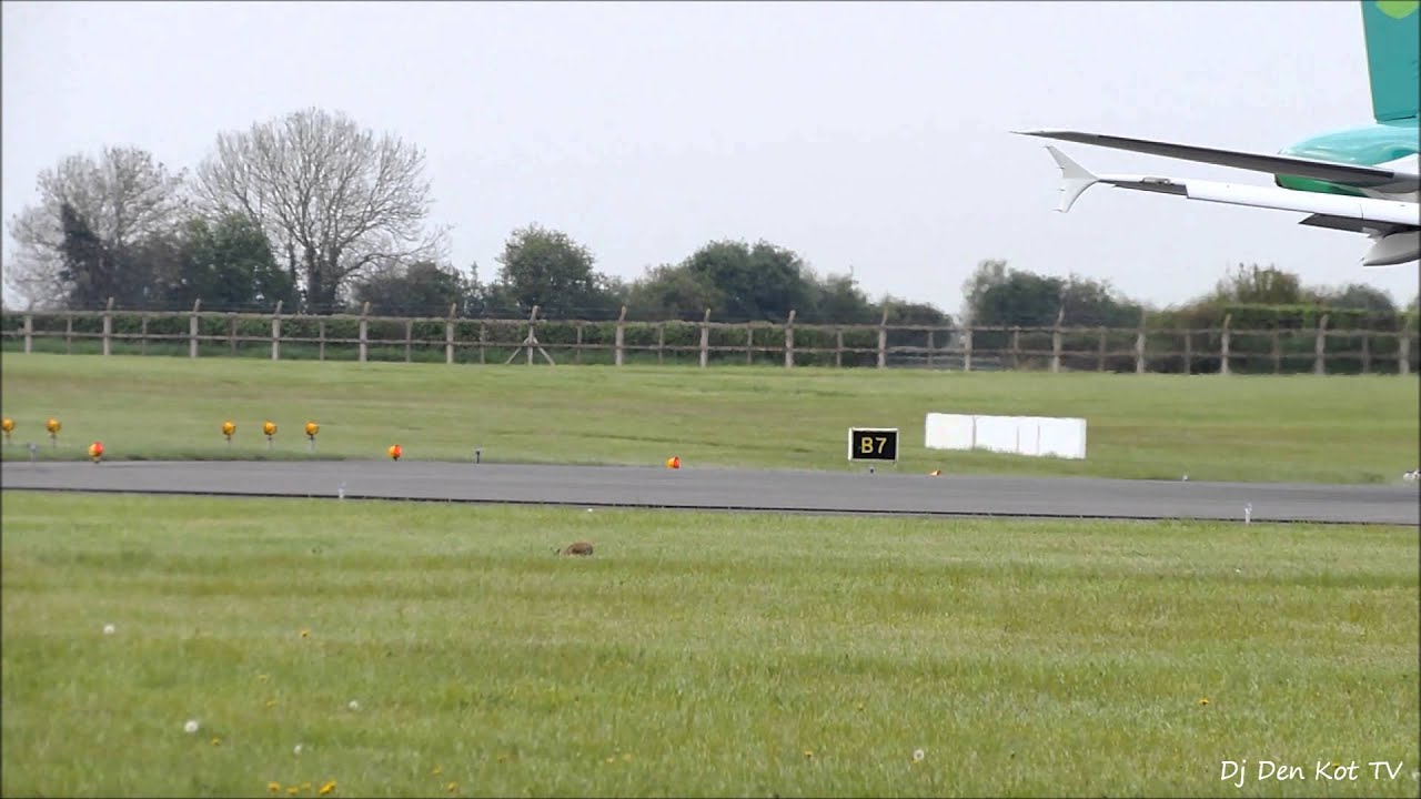 Dublin Airport Rabbit - YouTube