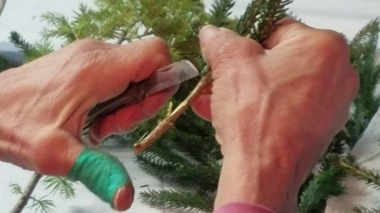 Conifer Grafting - YouTube