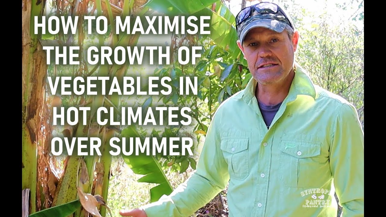 HOW TO MAXIMISE THE GROWTH OF VEGETABLES IN HOT CLIMATES OVER SUMMER ...