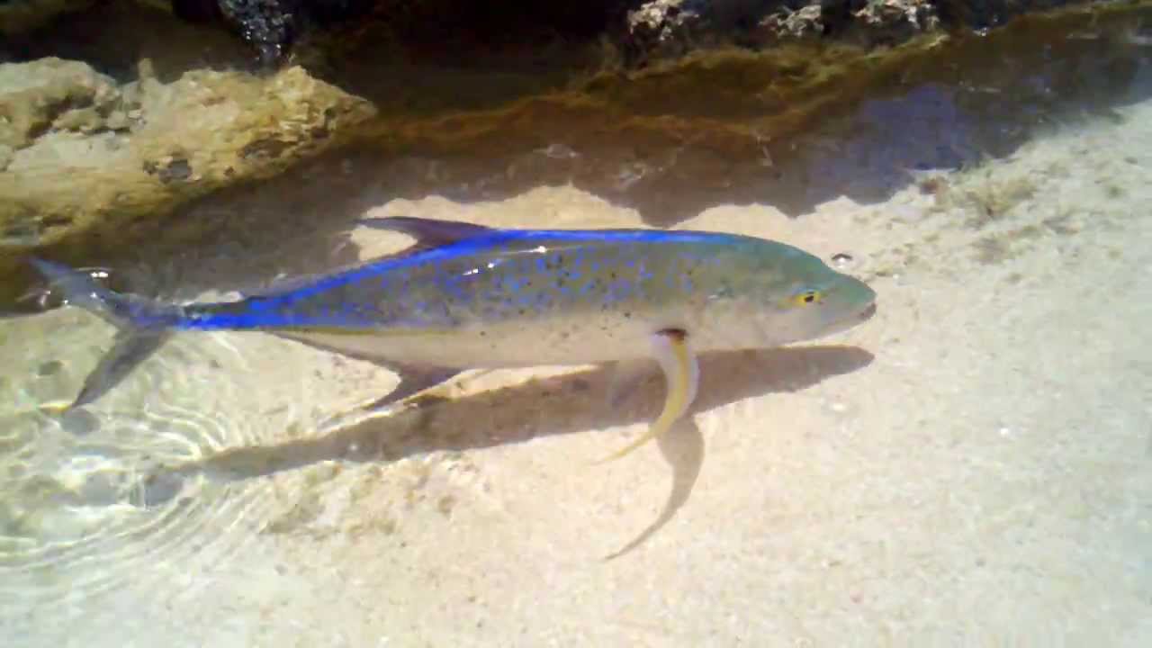 Colorful Papio ( baby Ulua , trevally or jack family) about 4lb fish ...