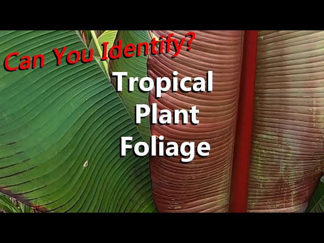 Identifying Tropical Houseplants