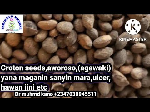 croton seeds((agawaki)) aworoso in yoruba.yana maganin cututuka ...