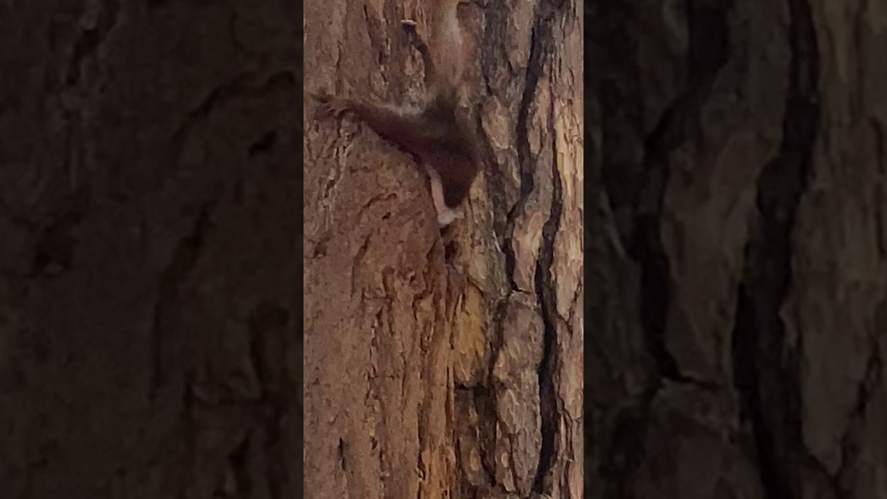 This ginkgo tree is a significant pantry for squirrels and a place to ...