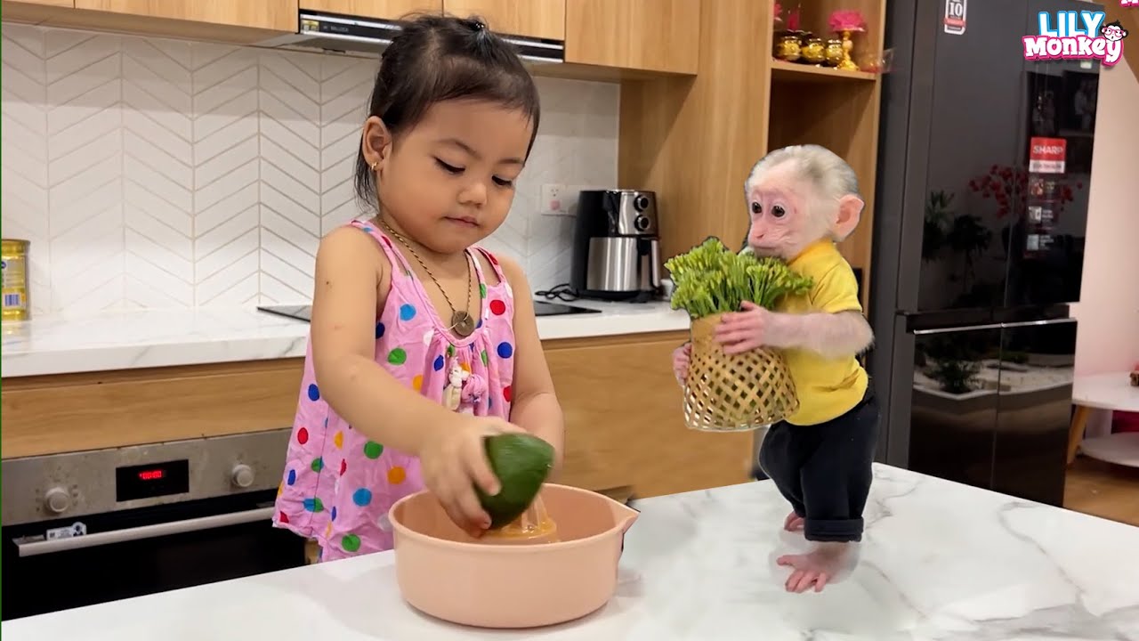 Warm moments when monkey Lily and baby Chun take care of mom - YouTube