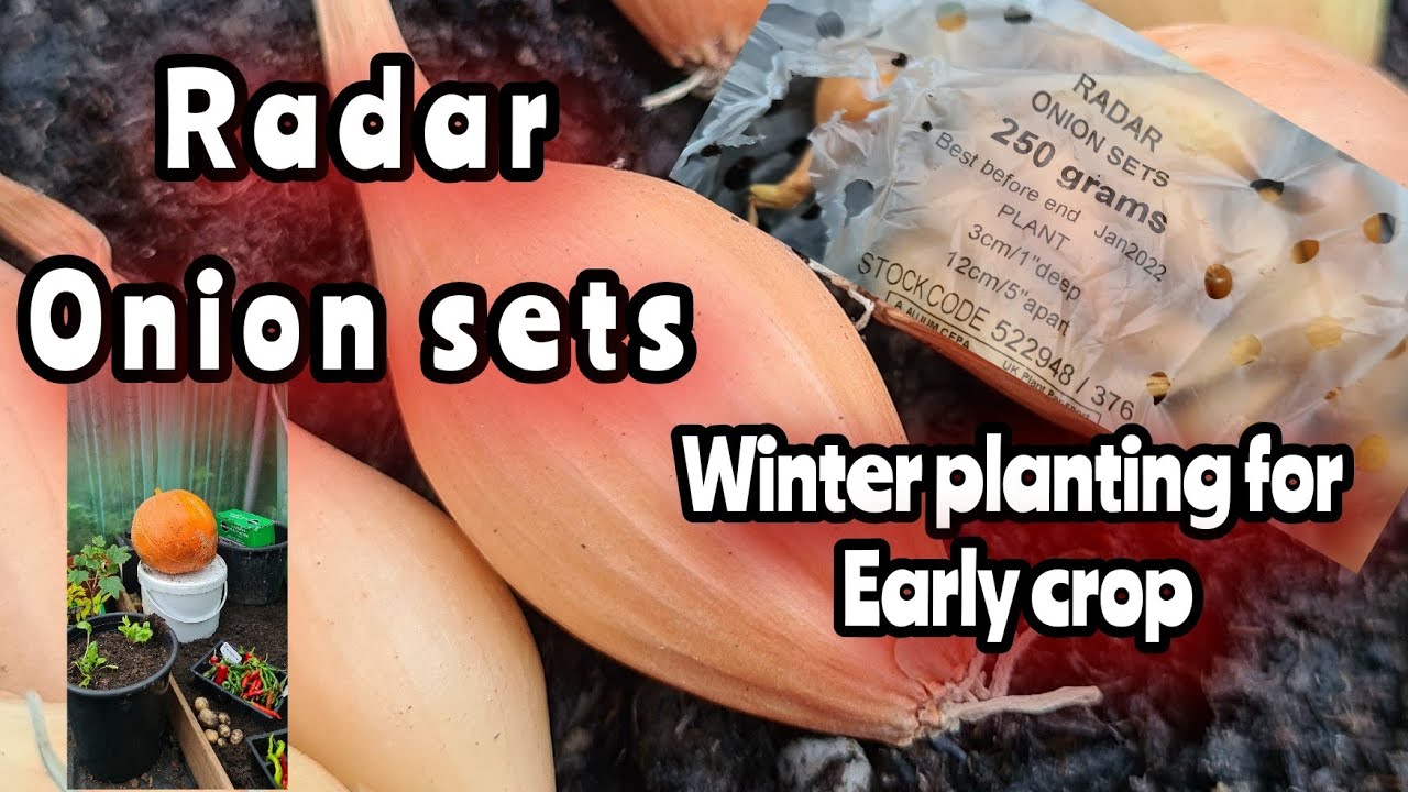 Radar Onion Sets, fall polytunnel planting - YouTube