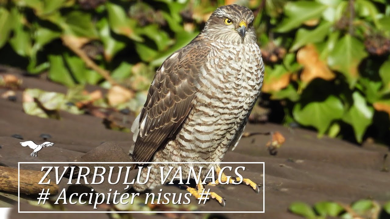 Putni / Birds : ZVIRBUĻU VANAGS / Accipiter nisus / . Nikon P1000 ...