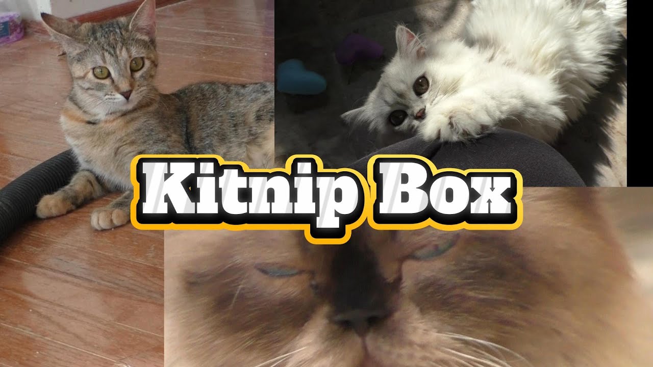 Kitnip Box (Date Night) February 2024!😻 - YouTube
