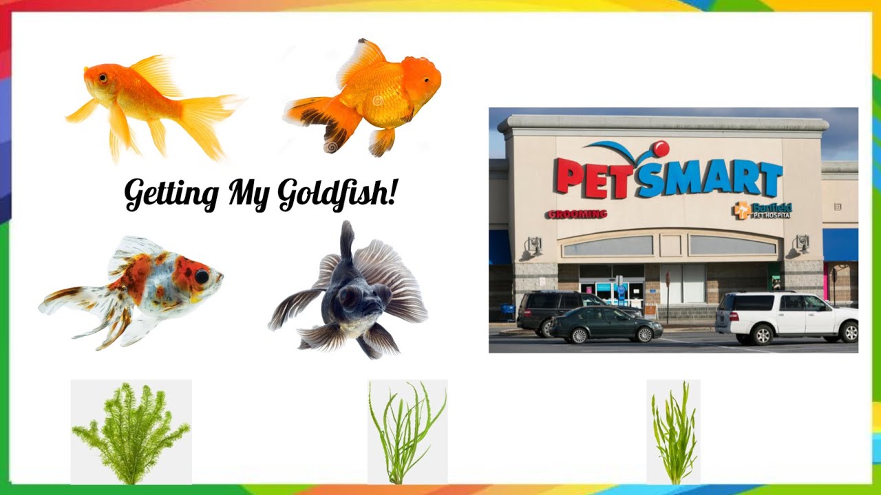 Getting My Goldfish! | Shopping For Fish + Getting Supplies At Petsmart! 🐠 - YouTube