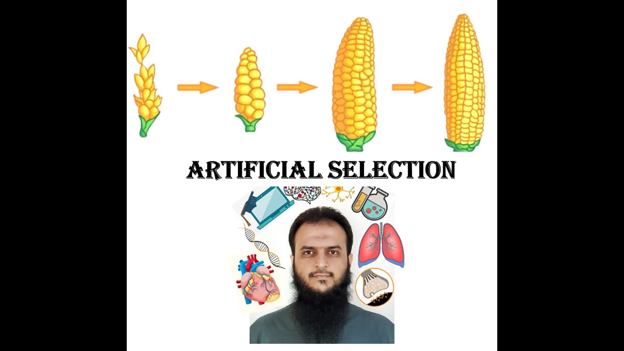 Artificial Selection A Levels - YouTube