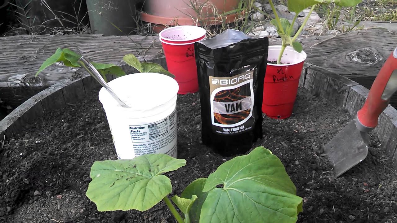 BioAg VAM Mycorrhizal Root Inoculant & XL Pumpkins - YouTube