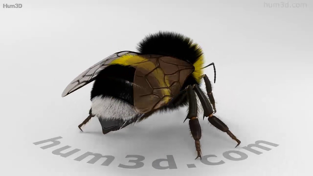 Bumblebee 3D model by 3DModels.org - YouTube