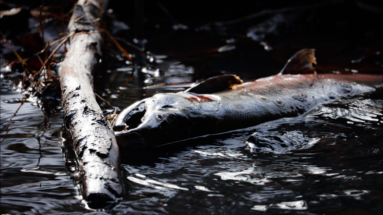 Spawning Coho Salmon in Pacific Northwest, Oregon - YouTube