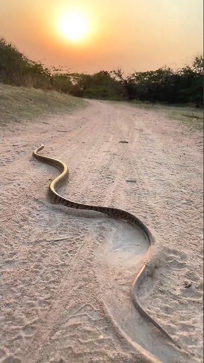dhaman saap (Indian rat snake) left to home #shorts - YouTube