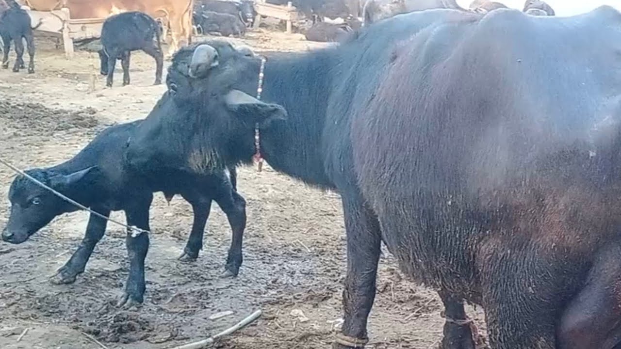 Watch pure neeli buffalo for sale on arifwala 03006537323 -06-02-2025 ...