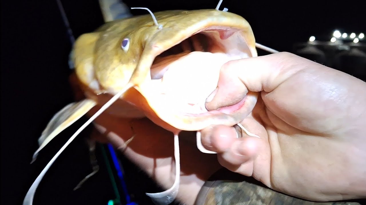 Eclipse flatty and blue Here Kitty Kitty 🎣 - YouTube