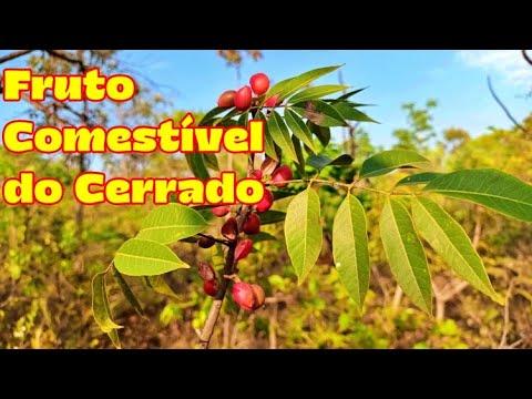 Breu Branco Planta do Cerrado Protium Ovatum #plantas #fruta - YouTube