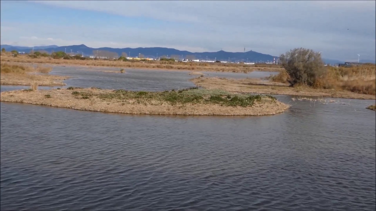 EL DELTA DEL LLOBREGAT, un lugar por descubrir. - YouTube
