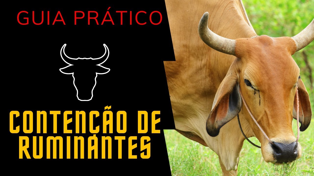 Contenção de Ruminantes - YouTube