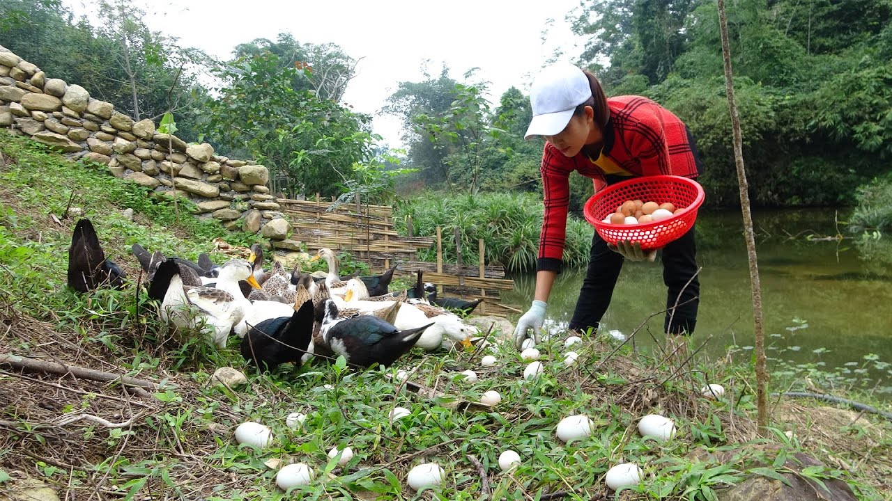 Make truss to plant gourds, 100 ducks and geese lay many eggs - Ut's ...