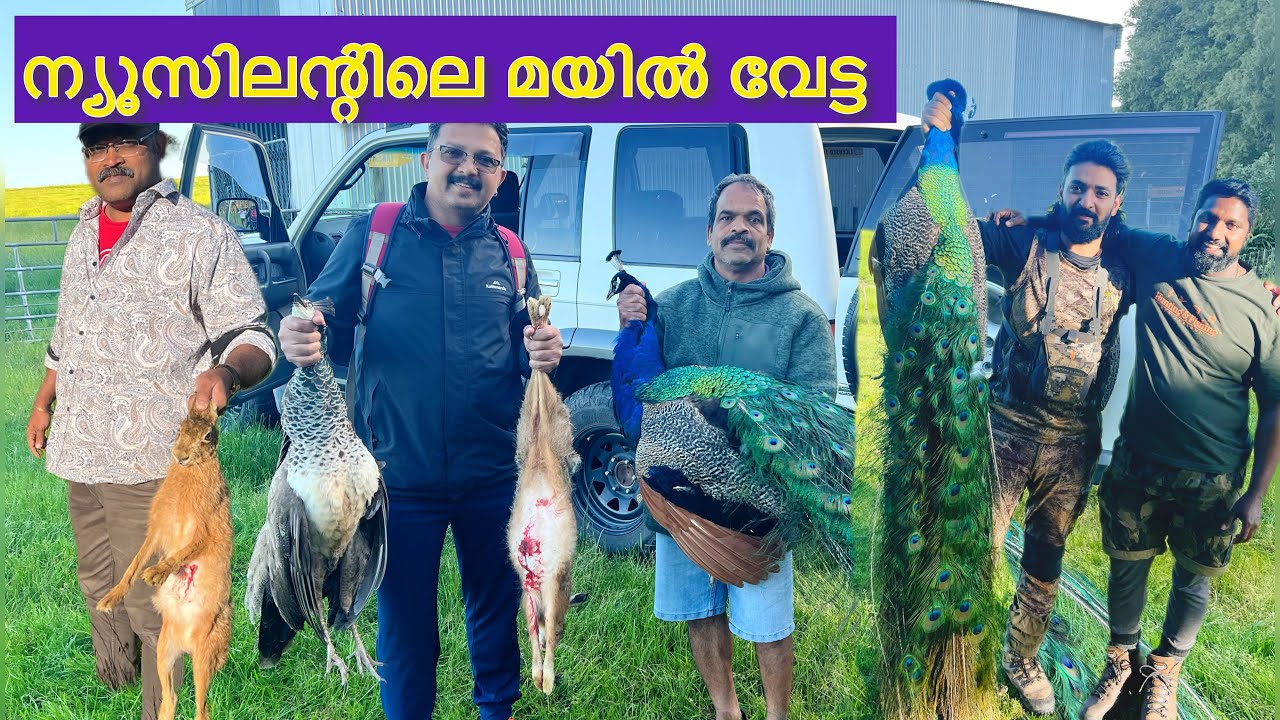മയിൽ വേട്ട| Peacock Hunting|#kerala |#hunting |#hunter #australianmallutraveller|#adventure ...