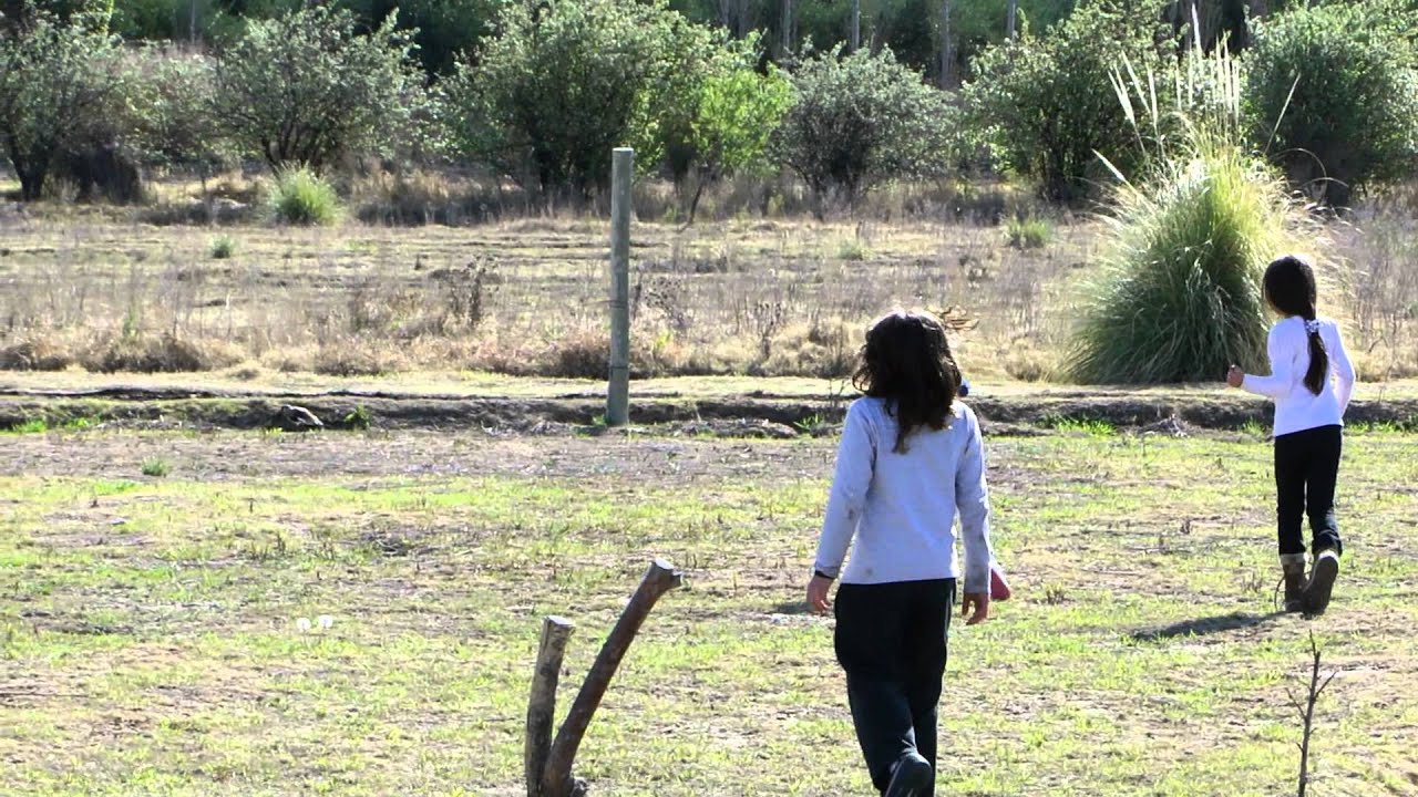 Terolactidos enojados en finca Walter,SR Mza,2012 - YouTube