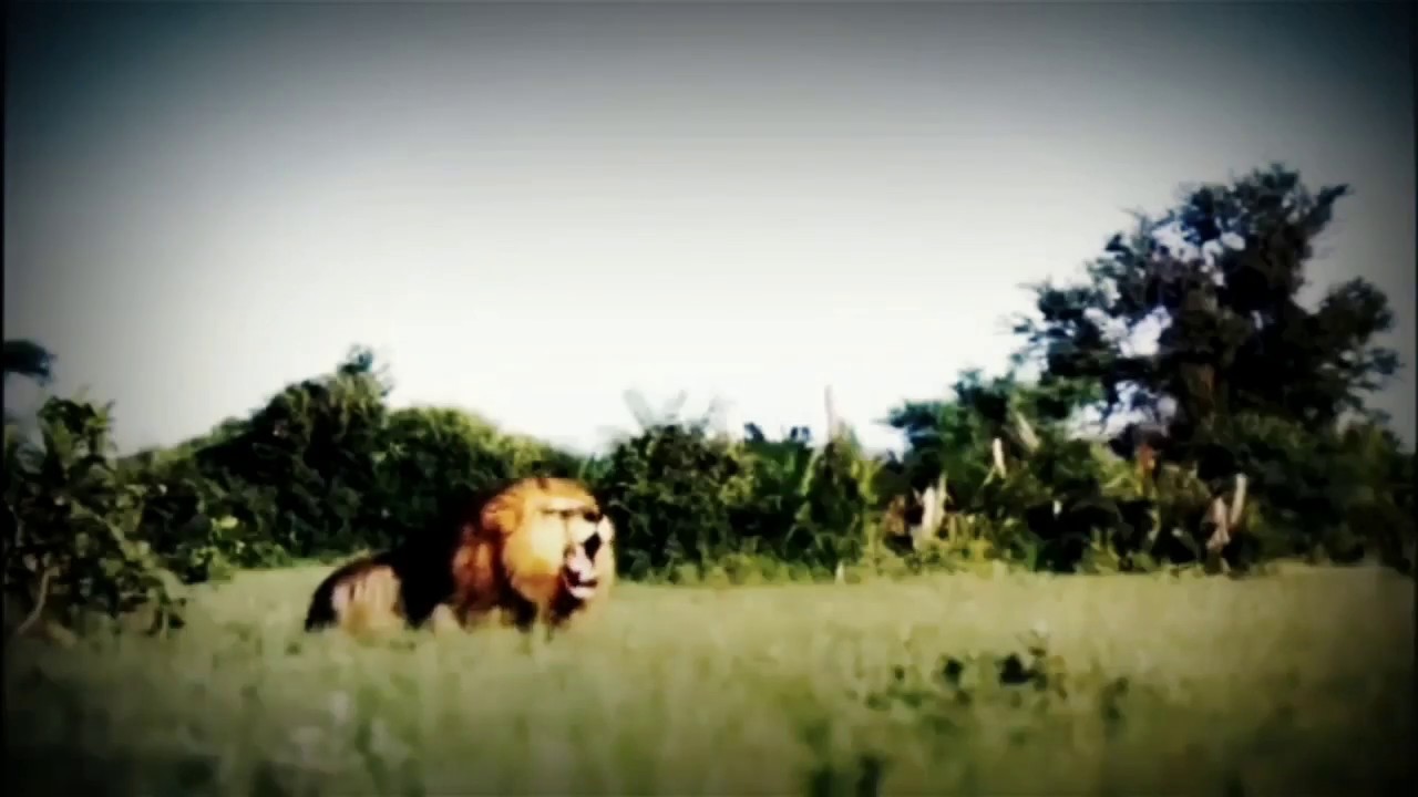 MOST Spectacular big cat ATTACK compilations including - YouTube