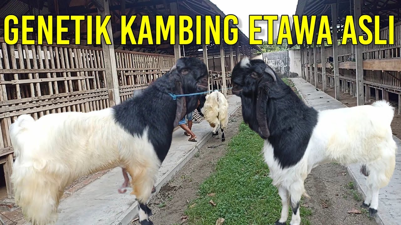 TERNYATA GENETIK KAMBING ETAWA ASLI MASIH ADA | SAMURAI FARM SIAP KE ...