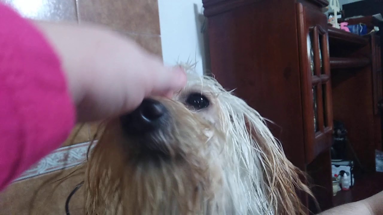 Bañando a mí perro 🐕🐕 parte #2 - YouTube