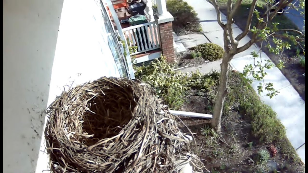 April 21 2023: Robin Nest: Is the Nest Half Full or Half Empty? - YouTube
