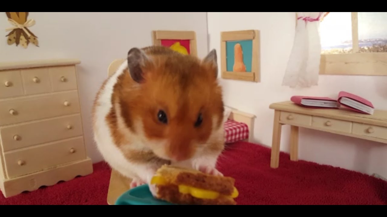 Tiny Hamster, Tiny Grilled Cheese Sandwich - YouTube