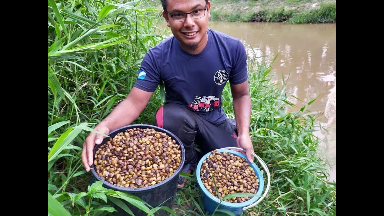 Etok di Musim Kemarau dapat berguni-guni #Shorts - YouTube