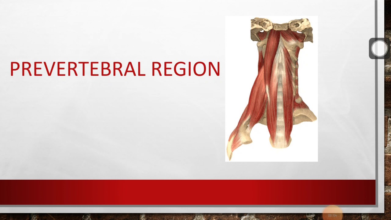 Prevertebral And Paravertebral Regions Root Of The Neck By Dr Lubna prevertebral-and-paravertebral-regions-root-of-the-neck-by-dr-lubna