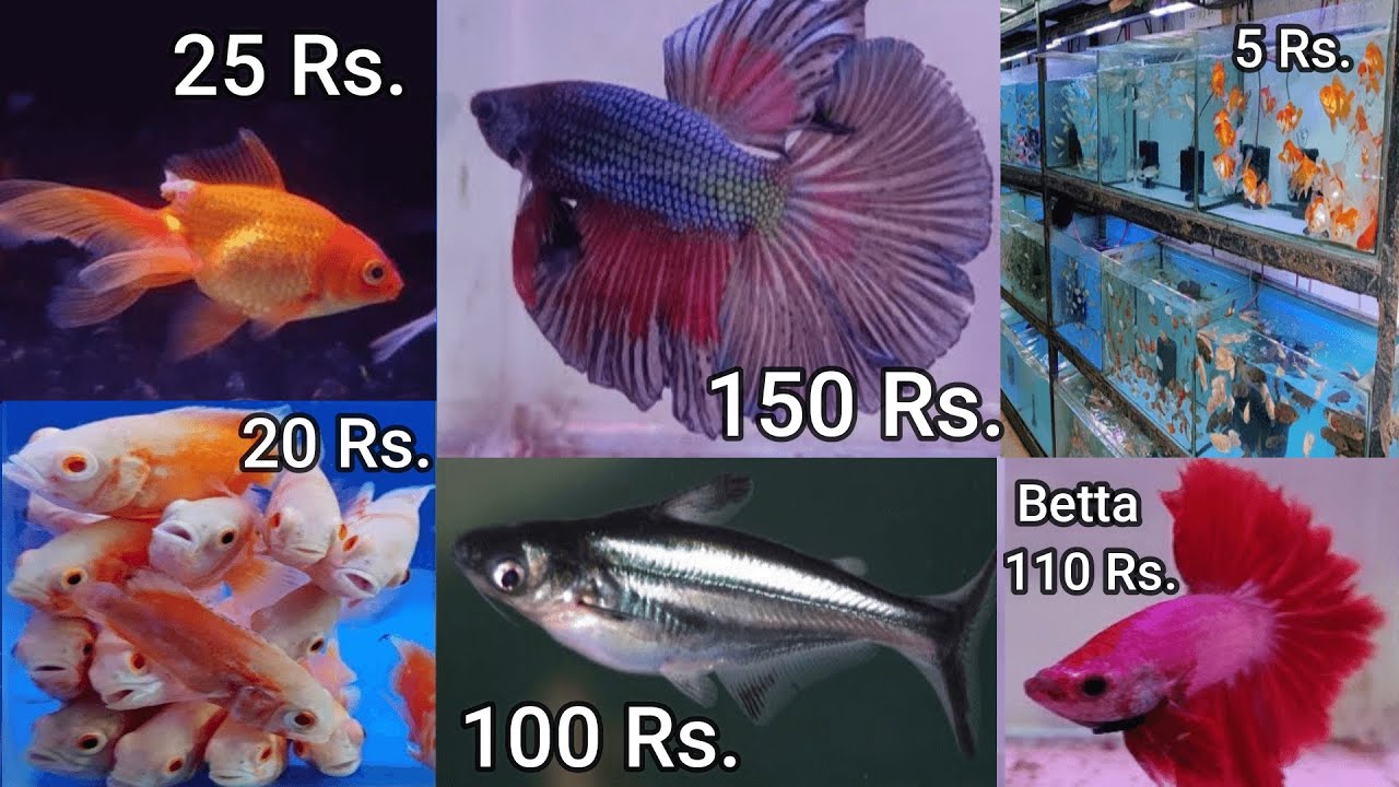 ANKY PET SHOP || Pari Aquarium fish shop || Aquarium fish with prices ...