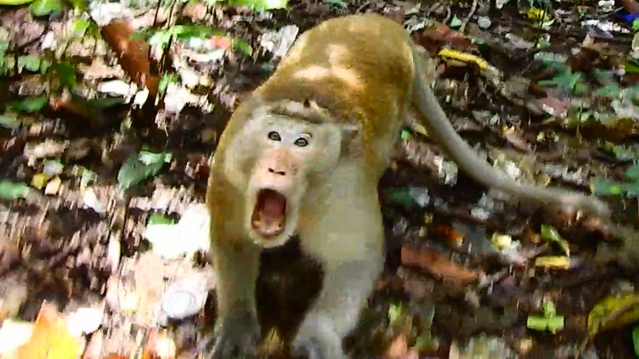 GOD..My Soul Out.. Aesop Monkey Terribl-e Angry Joey Monkey But Why Spread Anger To Cameraman ...