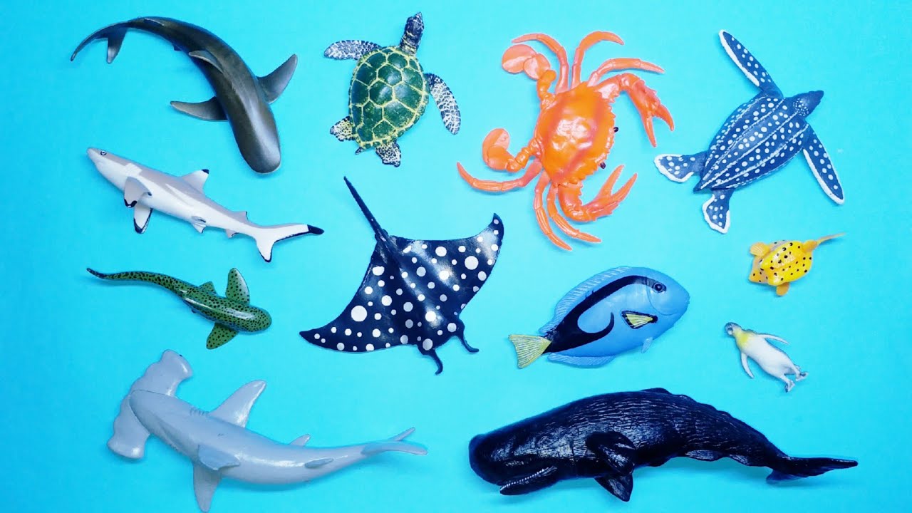 Hunting Found Sea Animals Clown Fish, Hammerhead Shark, Orca Whale ...