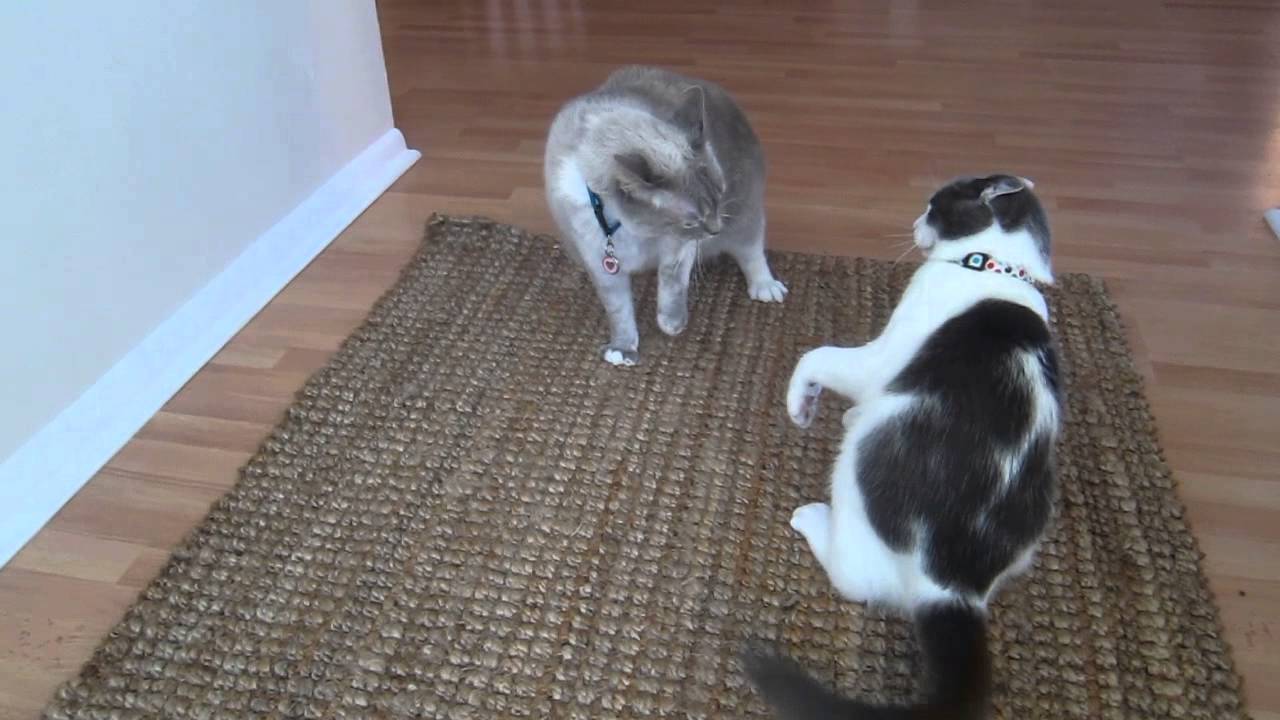2 Cats Fighting- Check out the Wrestling Moves! - YouTube