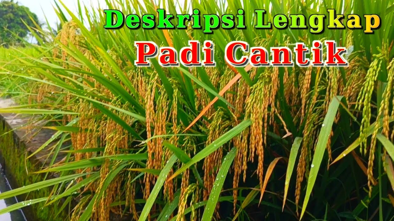 Deskripsi Padi Cantik‼️Persilangan Mekongga dan padi kristal - buruan ...