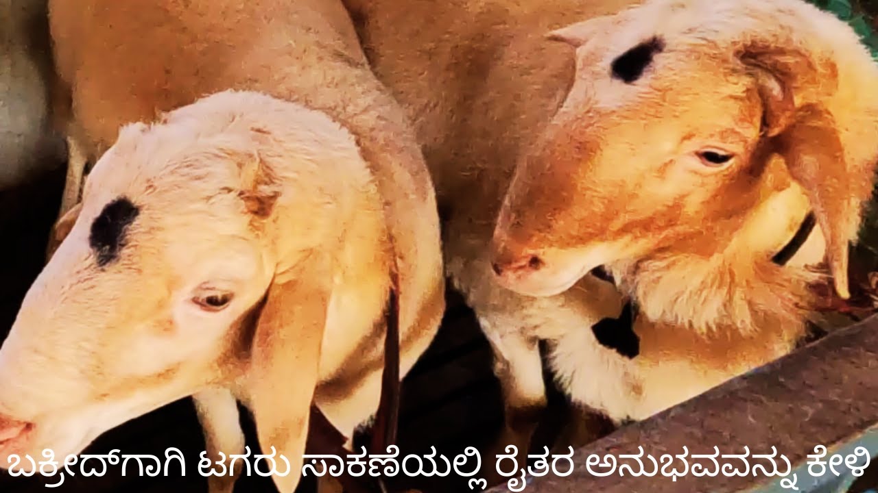 ಬಕ್ರೀದ್‌ಗಾಗಿ ಟಗರು ಸಾಕಣೆಯಲ್ಲಿ ರೈತರ ಅನುಭವವನ್ನು ಕೇಳಿ/Hear Farmer ...