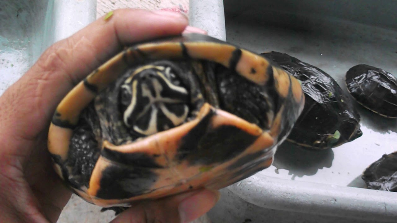 Koleksi kura MSE - Malayan Snail Eat Turtle dan Mekong Snail Eat Turtle ...