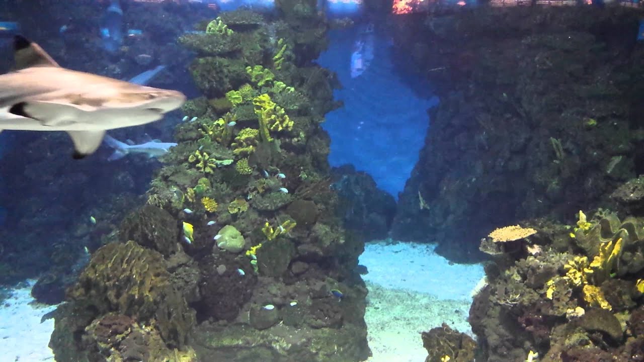 Schwarz- und Weißspitzen-Riffhaie - YouTube