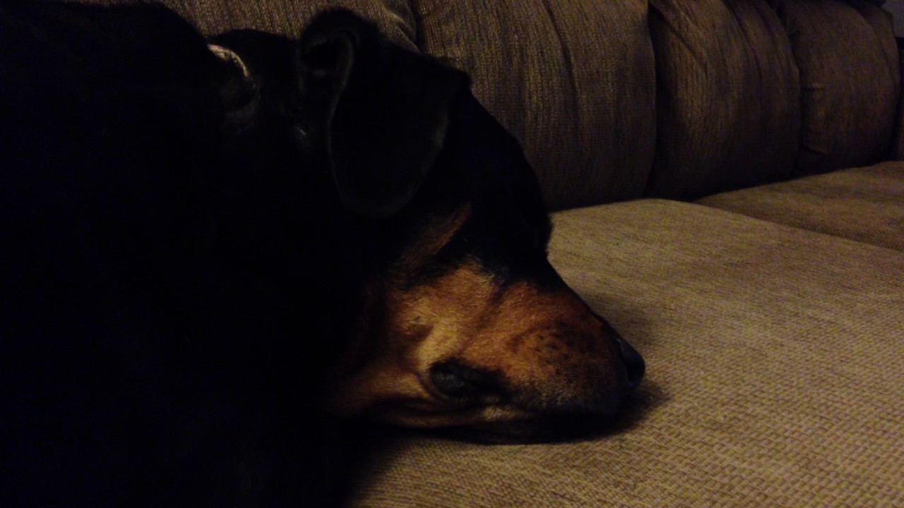 Zoe sleeping 1-14-14 (7) - YouTube