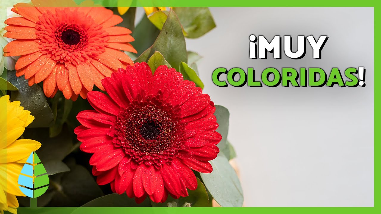 10 FLORES que aparecen en ABRIL 🌸🌼 | Disfrútalas esta PRIMAVERA en tu ...