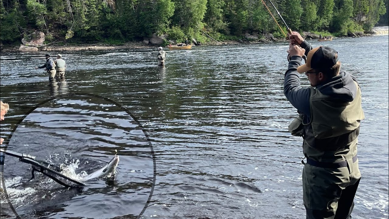 DRY FLIES FOR SALMON ! AGGRESSIVE FISH! HUMBER RIVER West Coast ...