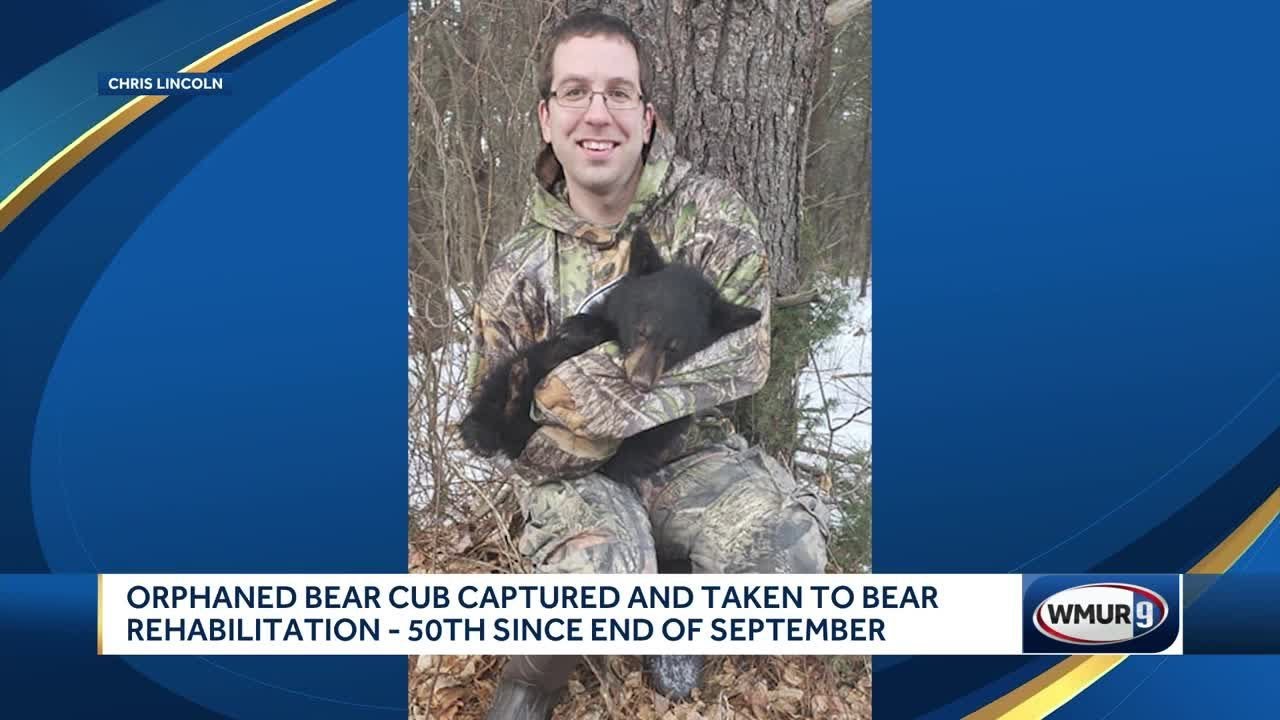 Orphaned bear cub captured in Laconia - YouTube