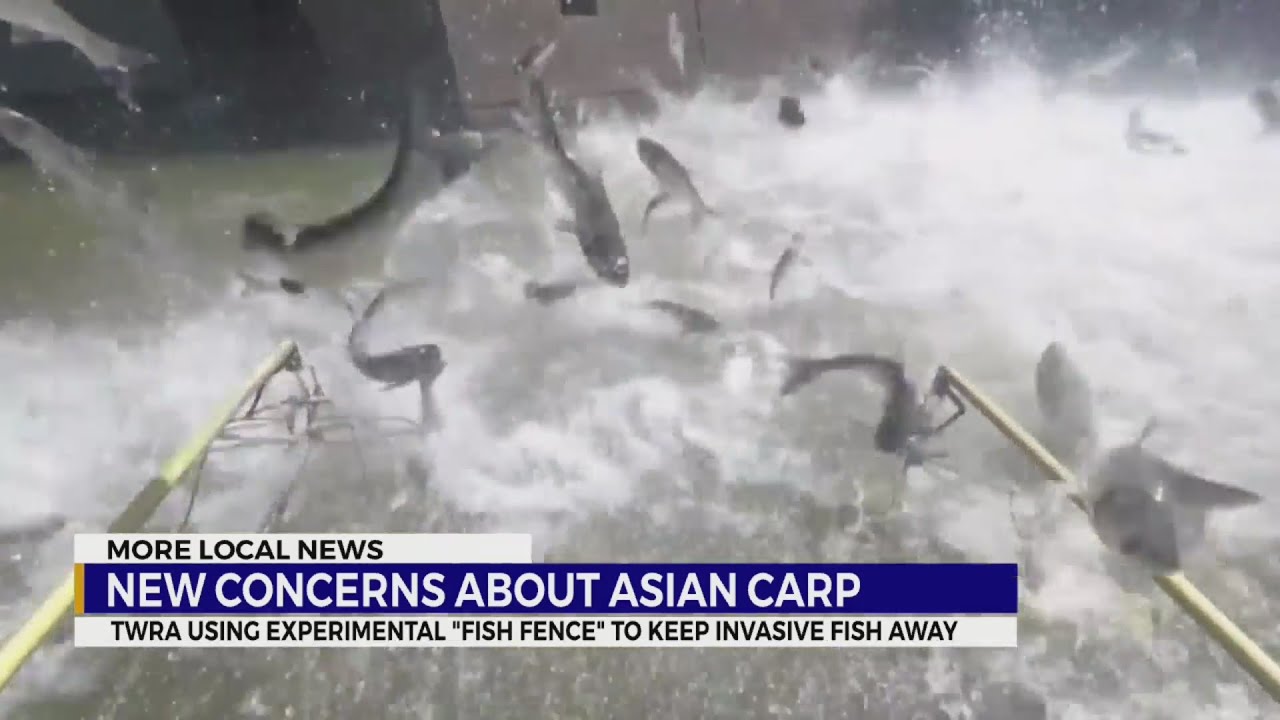 New concerns about Asian carp - YouTube