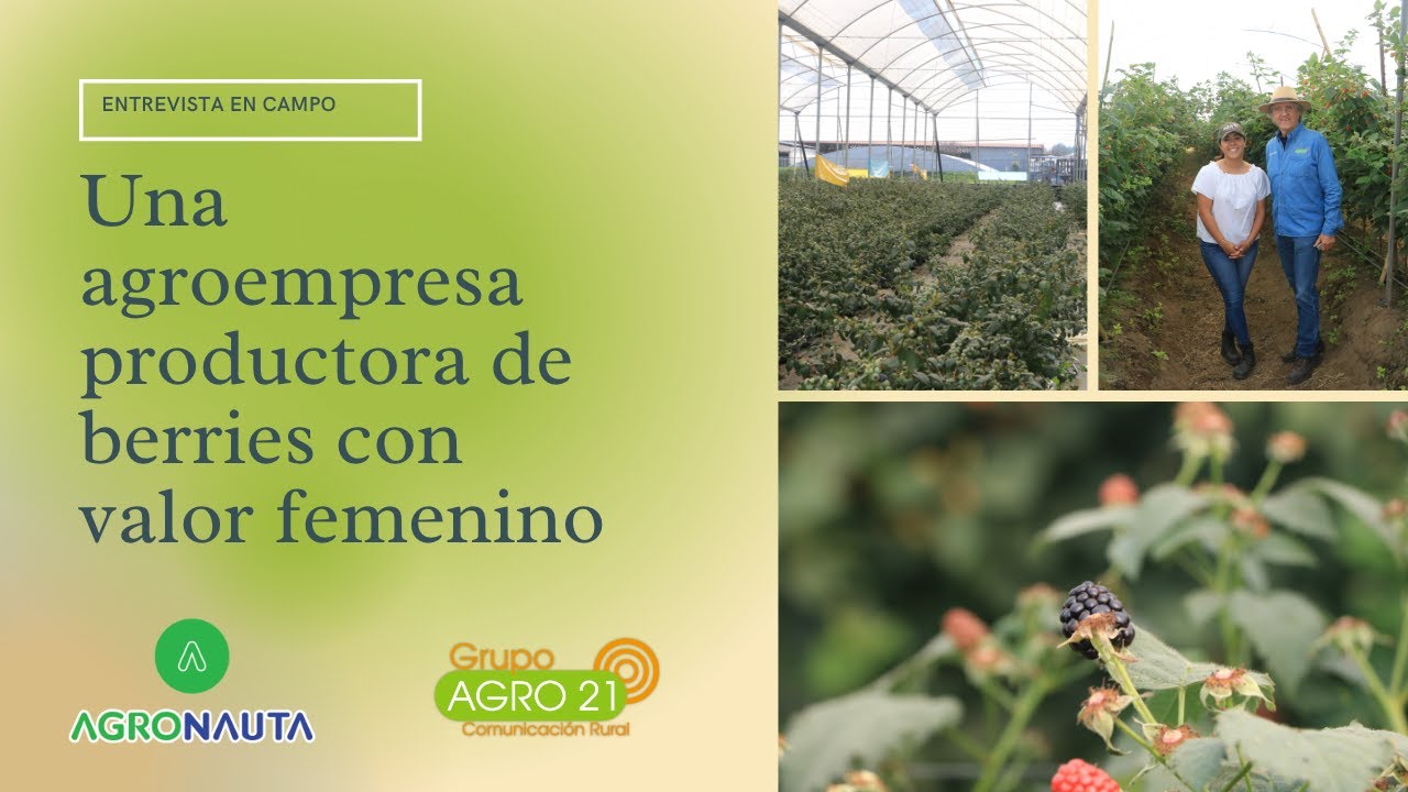 Una agroempresa productora de berries con valor femenino - AOR Ciudad ...