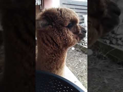 Alpaca humming - YouTube