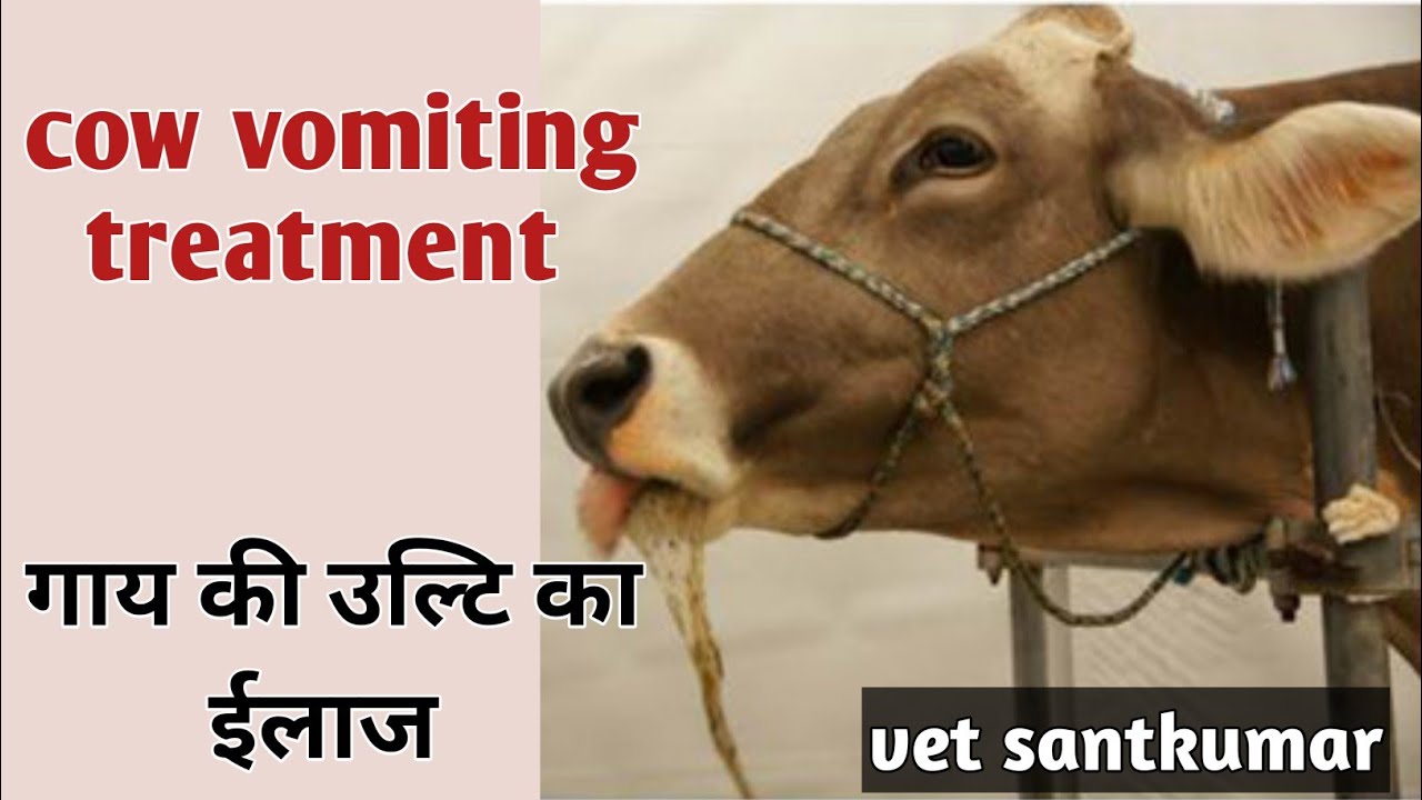 vomiting of cow । गाय की उल्टी का ईलाज । vet santkumar - YouTube
