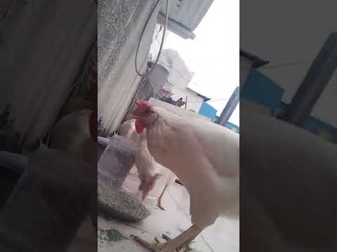 Esrar Keş Tavuklar😱#trending#tiktok#freefire#trending#live#video#short#shorts#video#youtube#funny