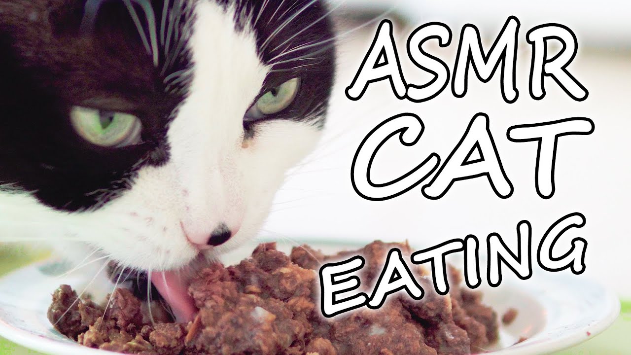 🎧 ASMR Cat Eating #77 - YouTube